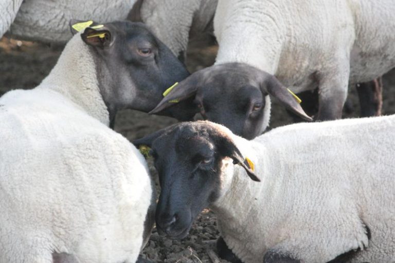 How Smart Are Sheep? Researchers Find Surprising Answers - Countryside
